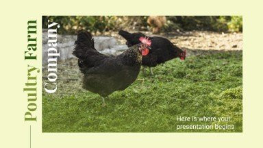 Poultry Farm Comp인포그래픽 무료ppt템플릿 > PPT소식 | PPT 제작 업체